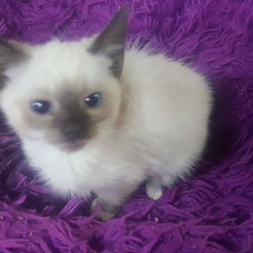 Тайские котята