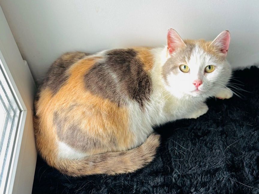 Кошка стерилизованная в добрые руки