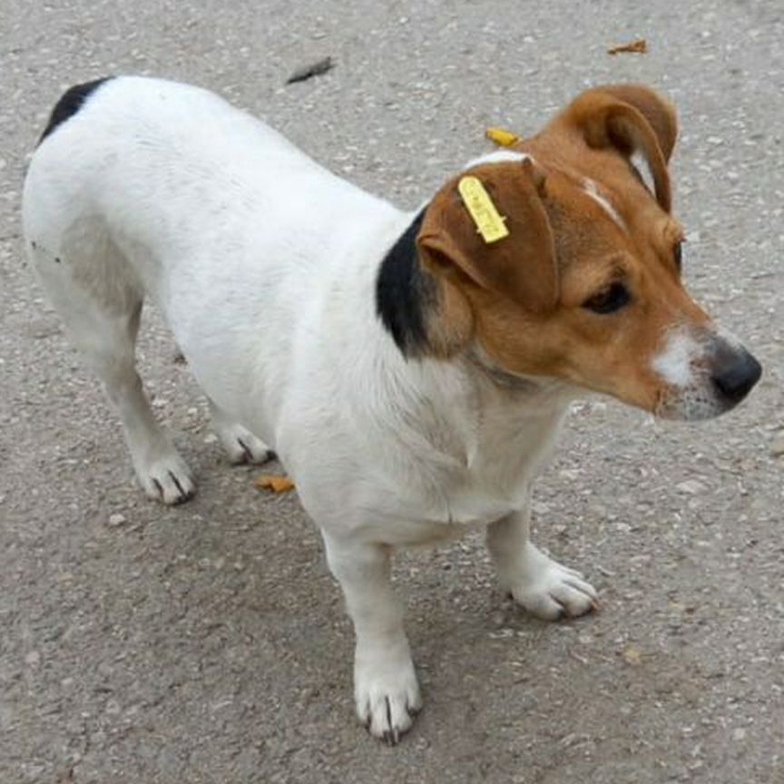 Малышки помесь джек рассела пропадают на улице