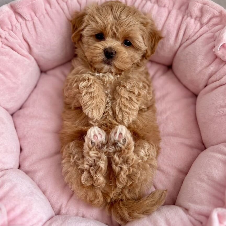 Мальтипу, щенок