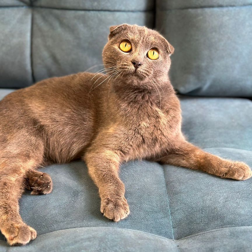 Шотландская вислоухая короткошёрстная, взрослая кошка