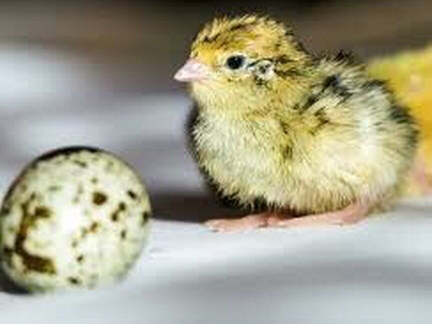 Перепел птенцы