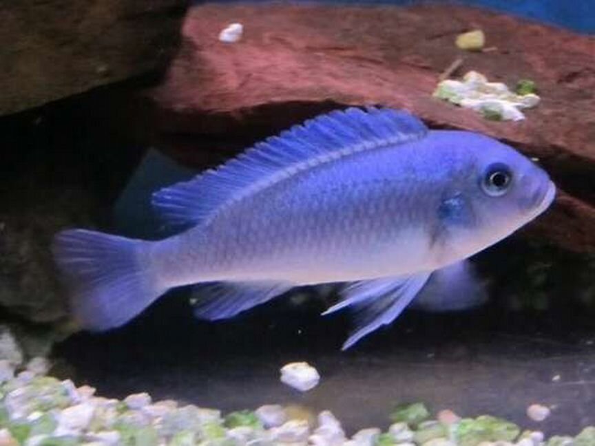 Рыбка аквариумная Зебра Голубая