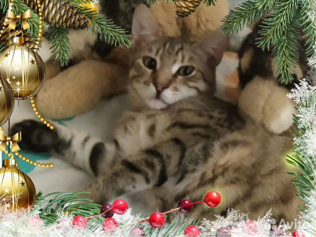 Хорошенький ласковый ручной мальчик 5 мес ищет д