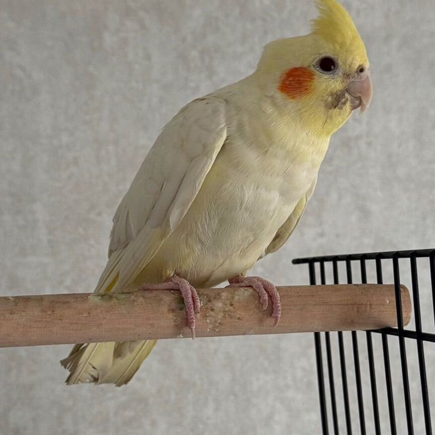 Попугай корелла