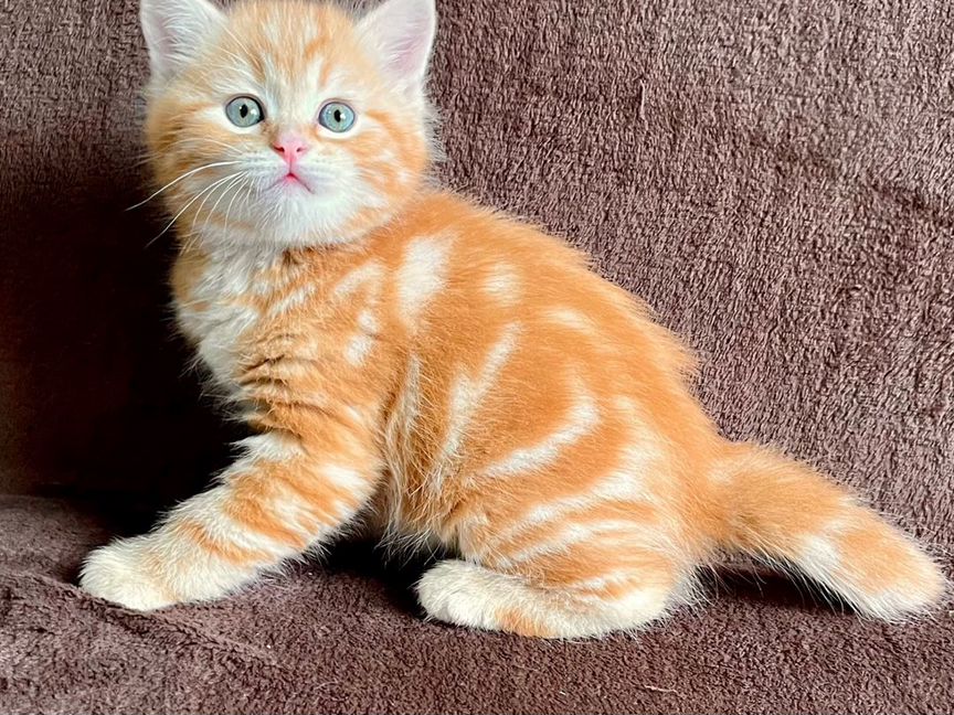 Шотландские котята