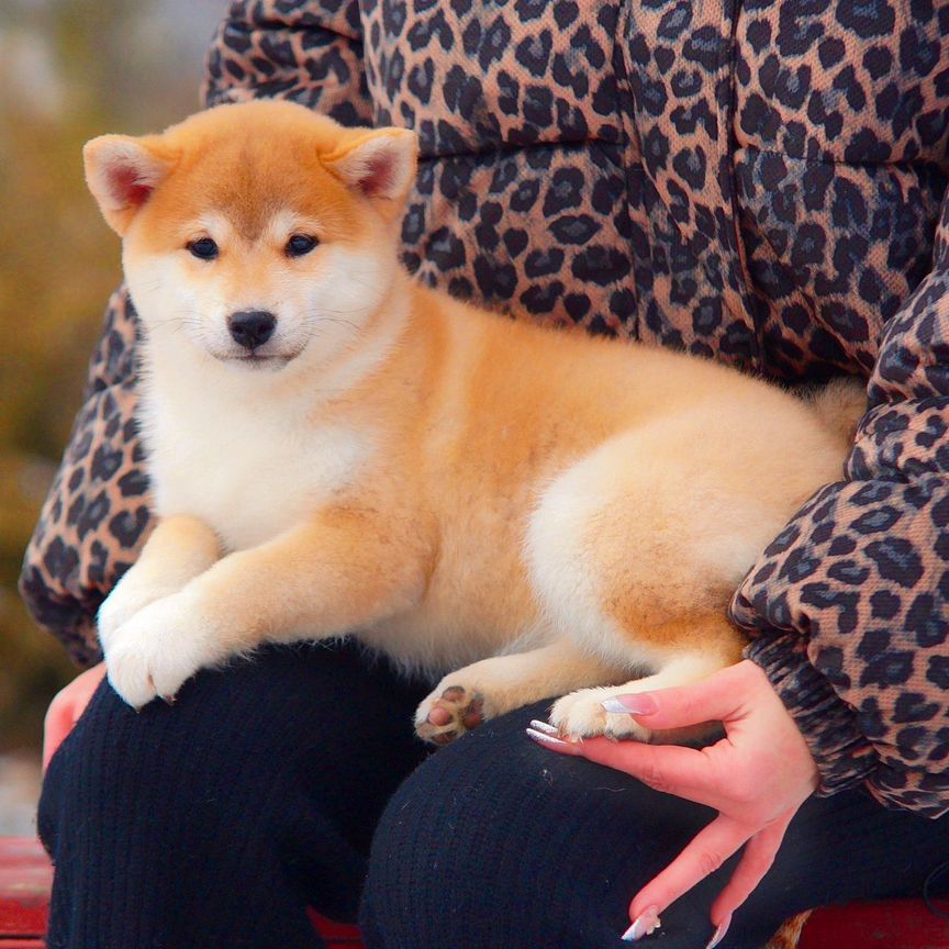 Сиба малыши /питомник