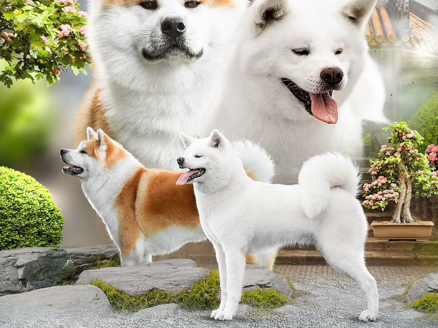 Предварительна бронь щенки акита