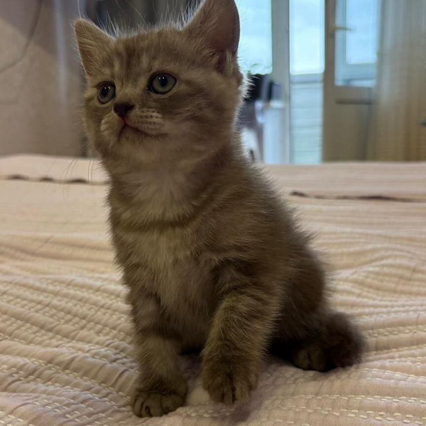Шотландский прямоухий короткошёрстный котёнок