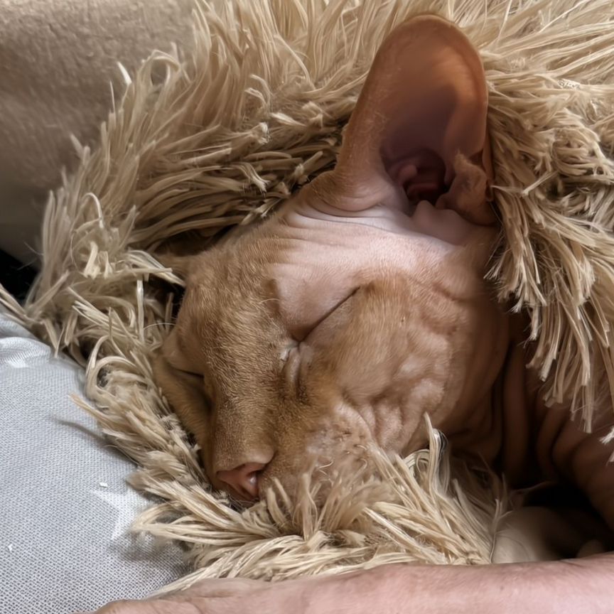 Канадский сфинкс, взрослый кот