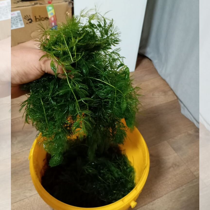 Продам роголистник