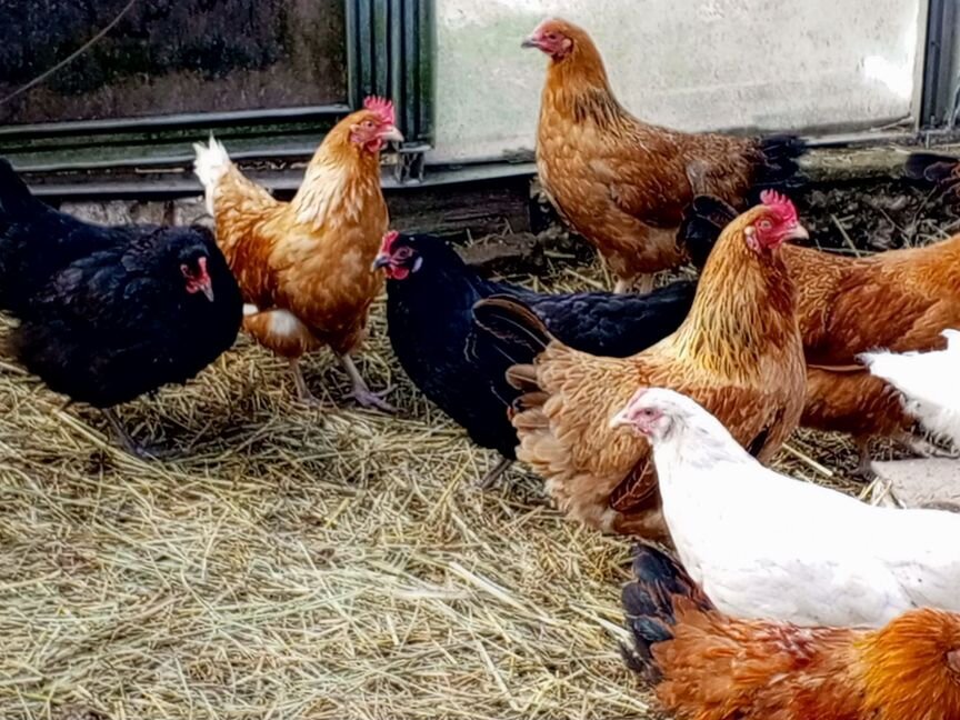 Куры(бронь до 25 апреля)