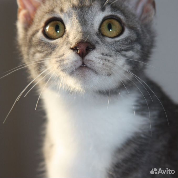 Котенок Барсик 3 мес