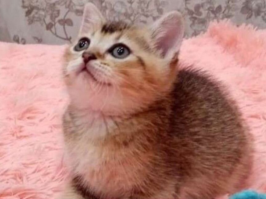 Шотландские золотые мимишки