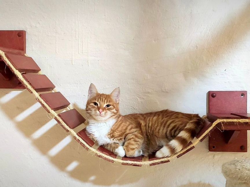 Кошки в добрые руки