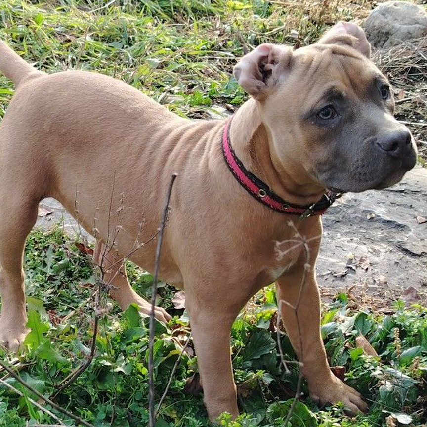 Американский булли, щенок