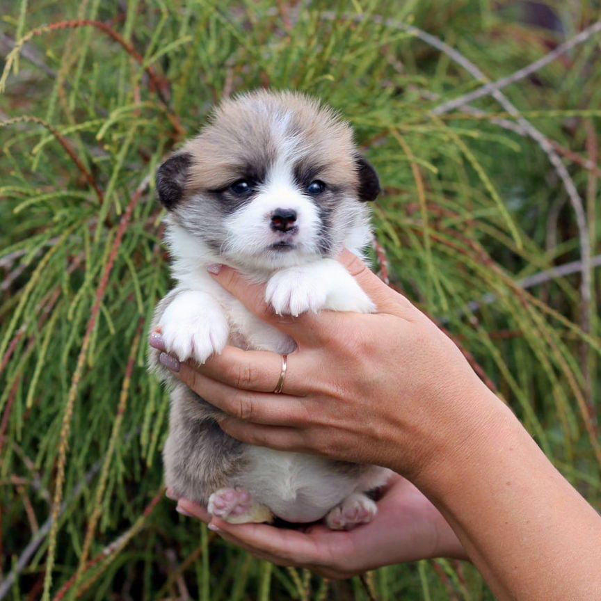 Бомбическая девочка под резерв, без хвостика