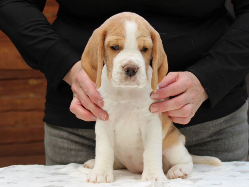 Бигль щенки