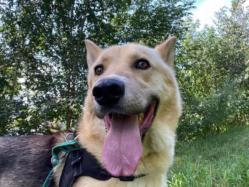 Собака в добрые руки