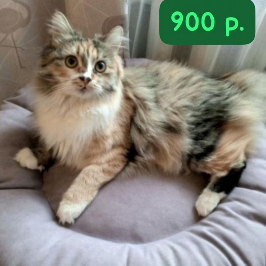 Продаю новые лежанки коврики для животных