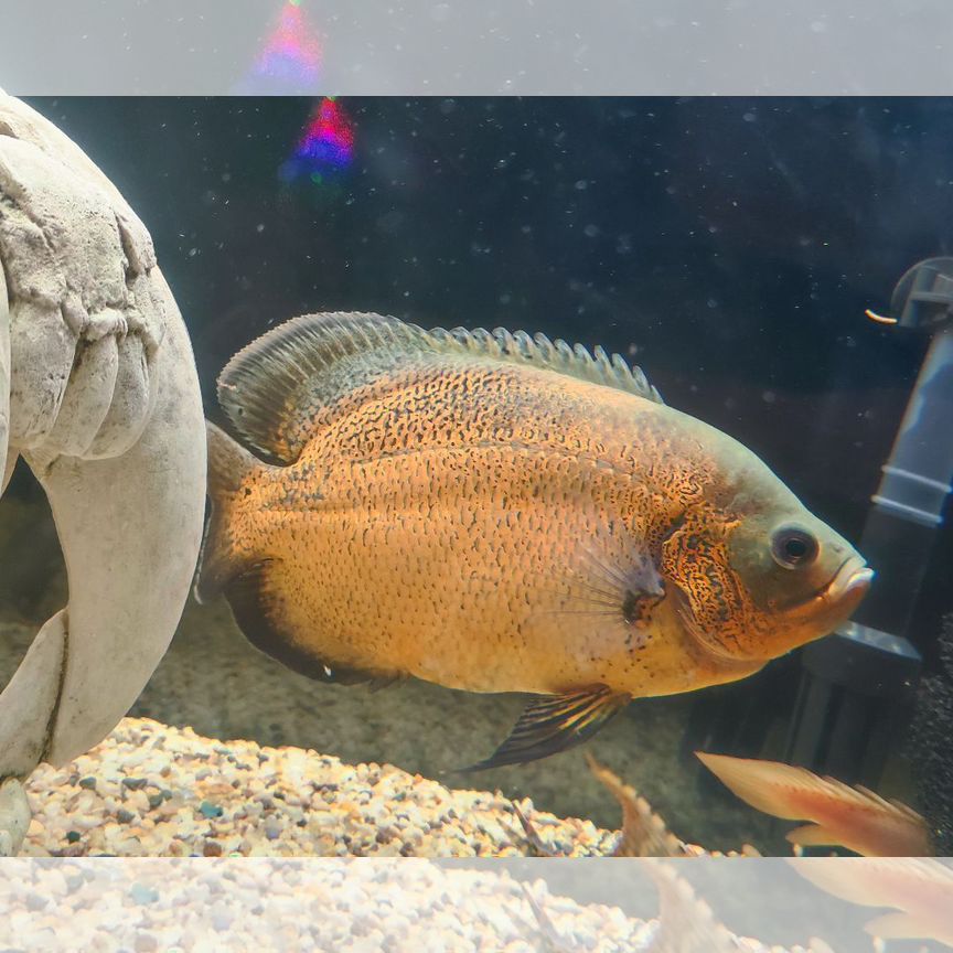 Астронотус