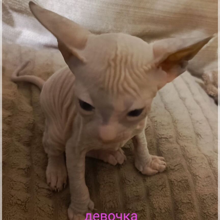 Донской сфинкс котёнок