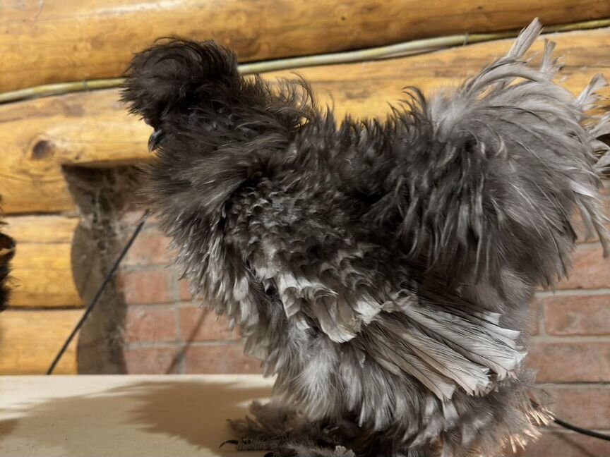 Сизли петушки