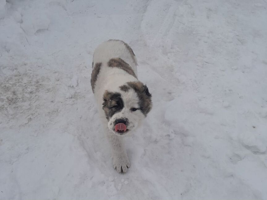 Щенок средне-азиатской овчарки (алабая)