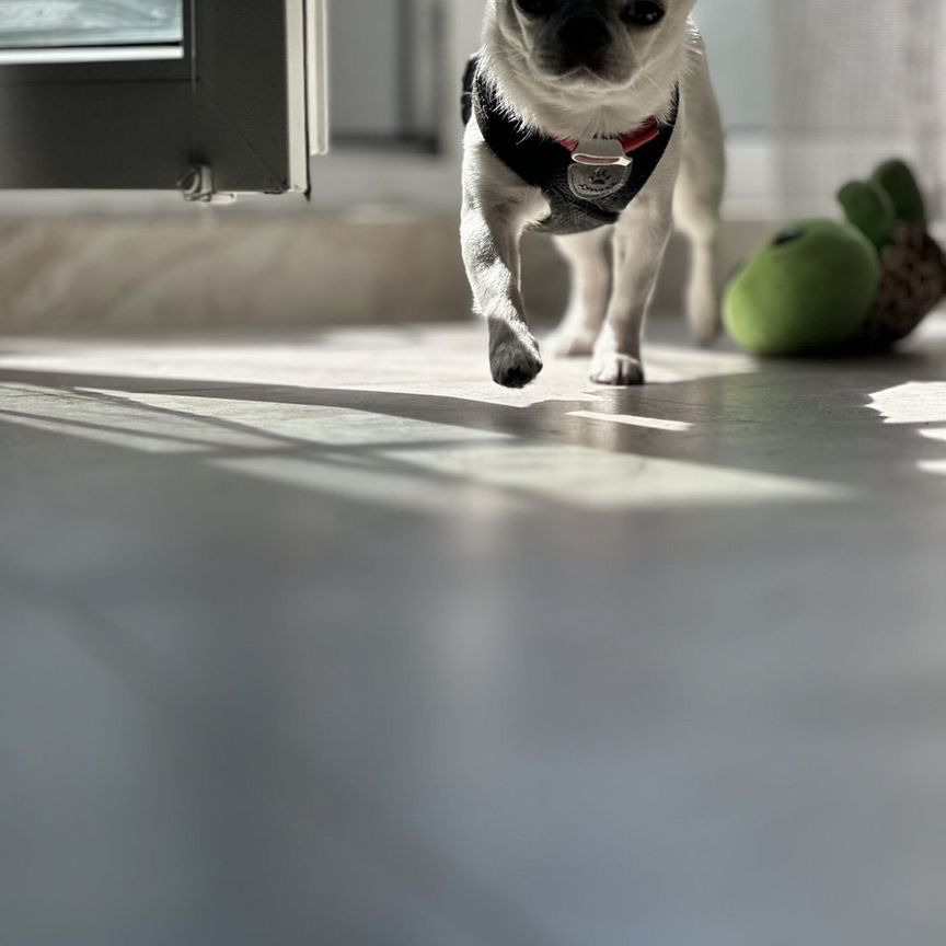 Вязка кобель чихуахуа