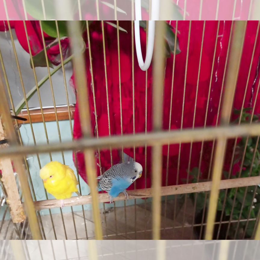 Волнистый попугай пара