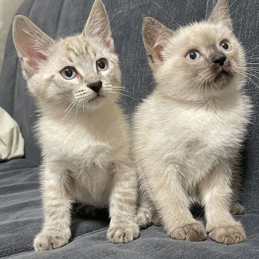 Тайские парнишки