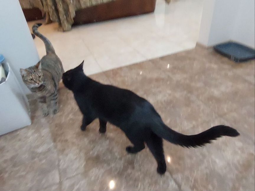 Котики бесплатно в добрые руки