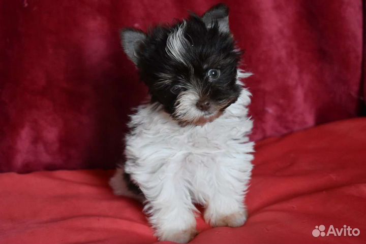 Йоркширский терьер щенки разные окрасы