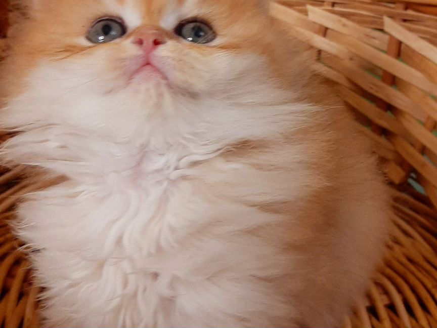 Золотая британская кошечка