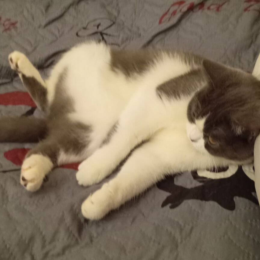 Шотландская прямоухая кошка