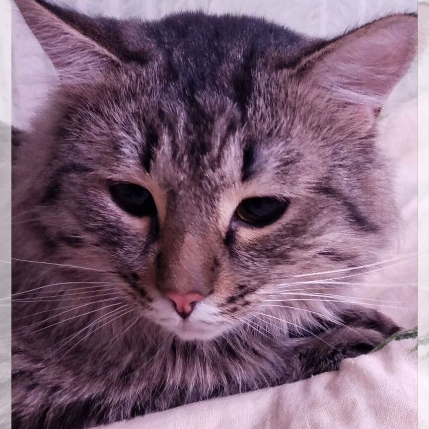 Кошки породистые