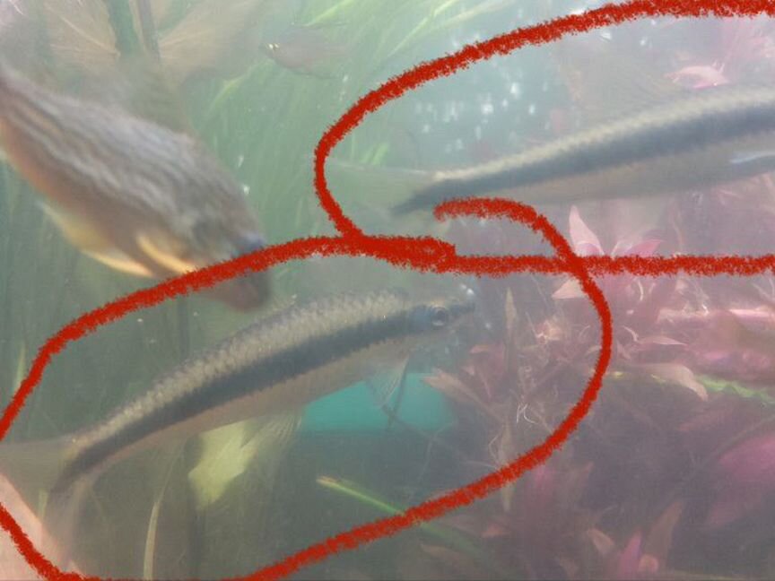 Аквариумные рыбы водорослеед