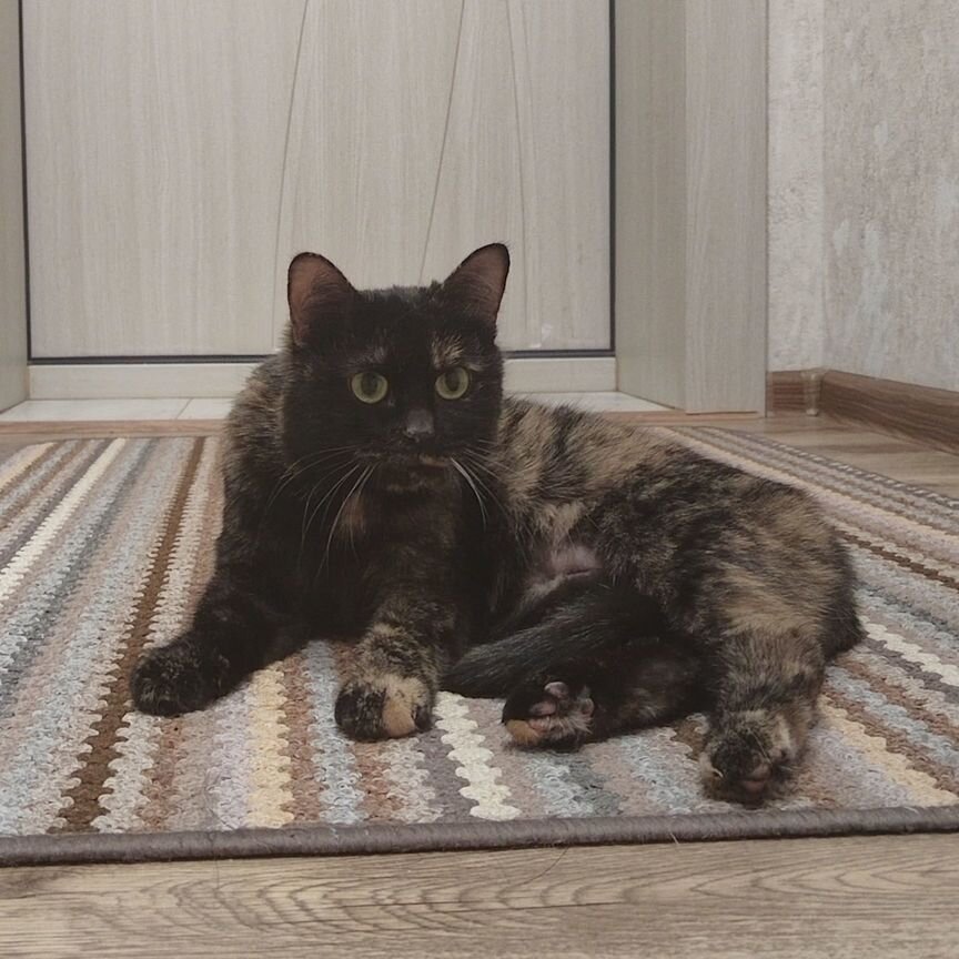 Кошки в добрые руки бесплатно