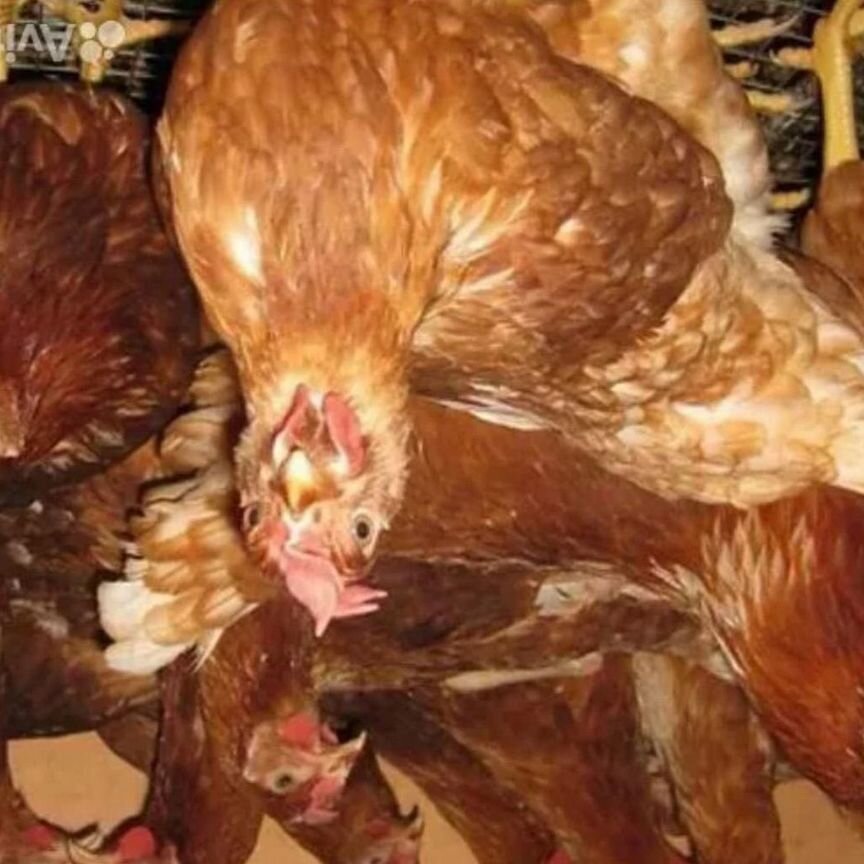 Курица несушка