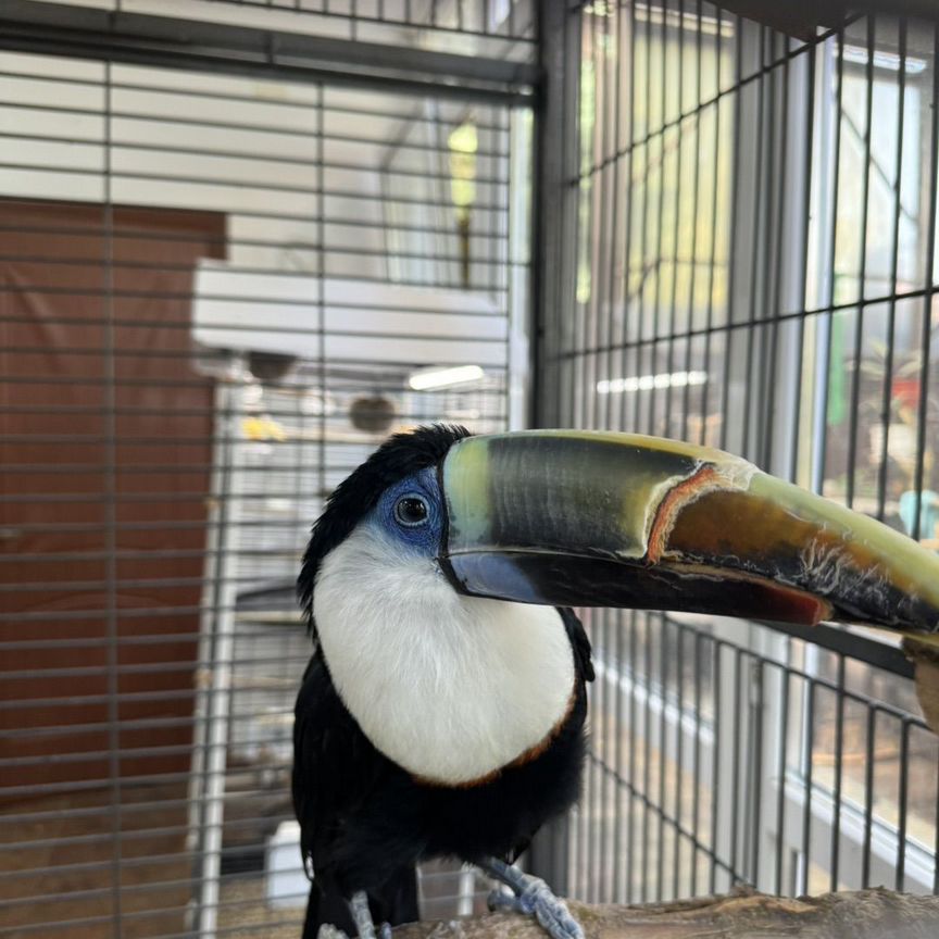 Тукан белогрудый