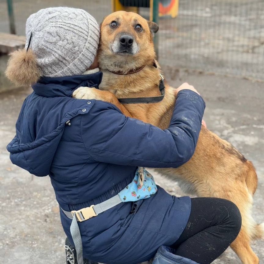 Собака в добрые руки