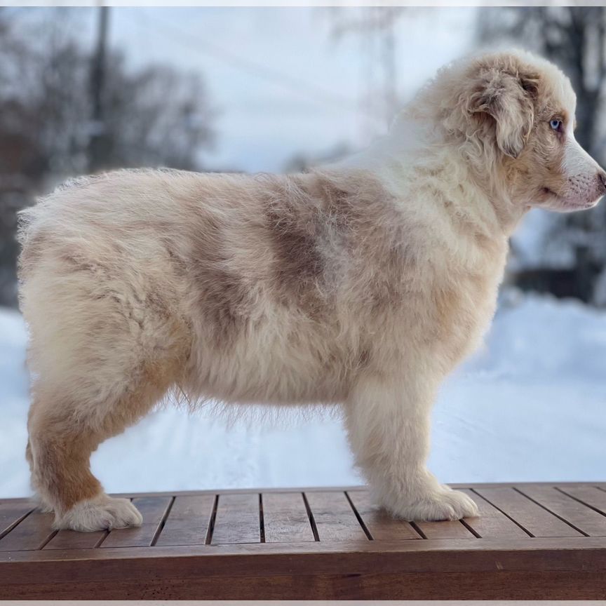 Миниатюрная американская овчарка, щенок