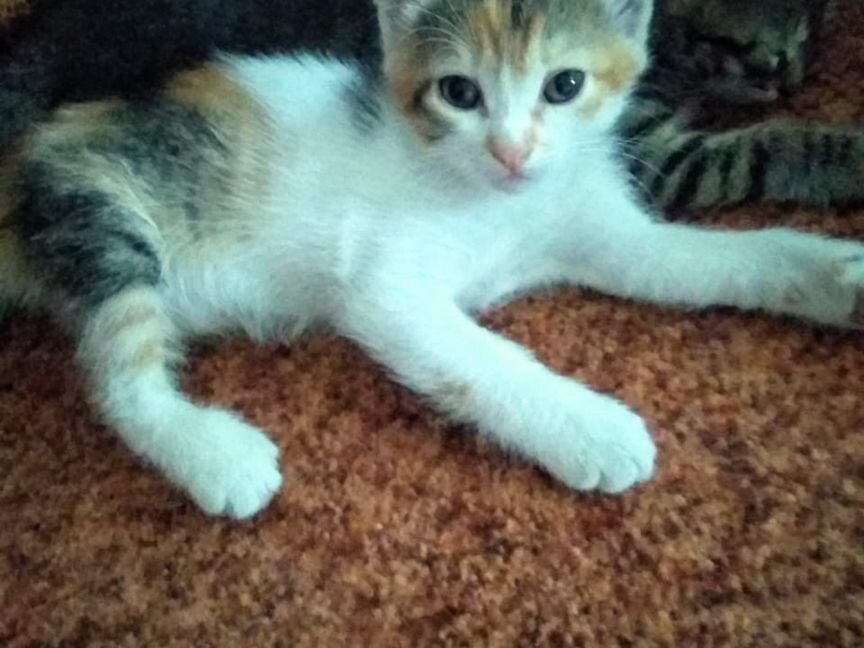 Котята в добрые руки бесплатно