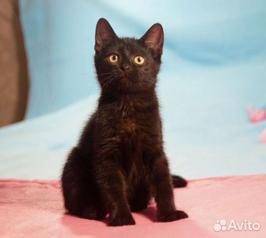 Славный нежный носик ищет любящую семью