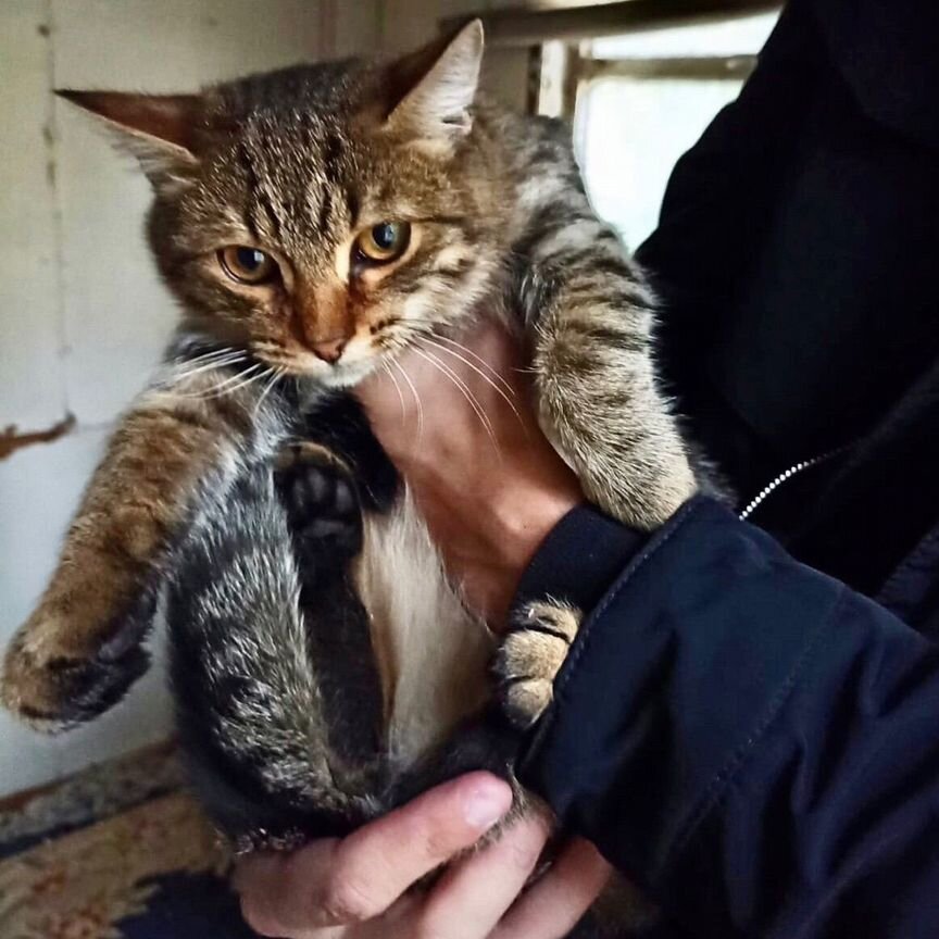 Красивый мальчишка живет на веранде и ищет дом