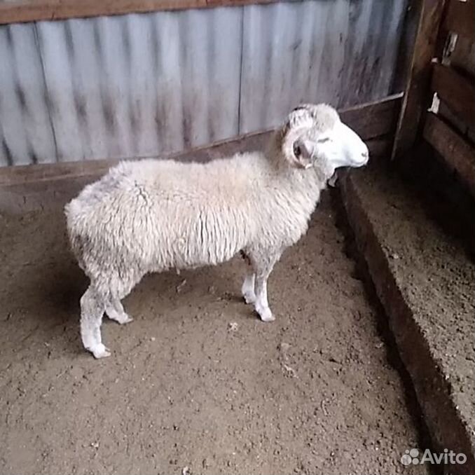 Барашки овцы