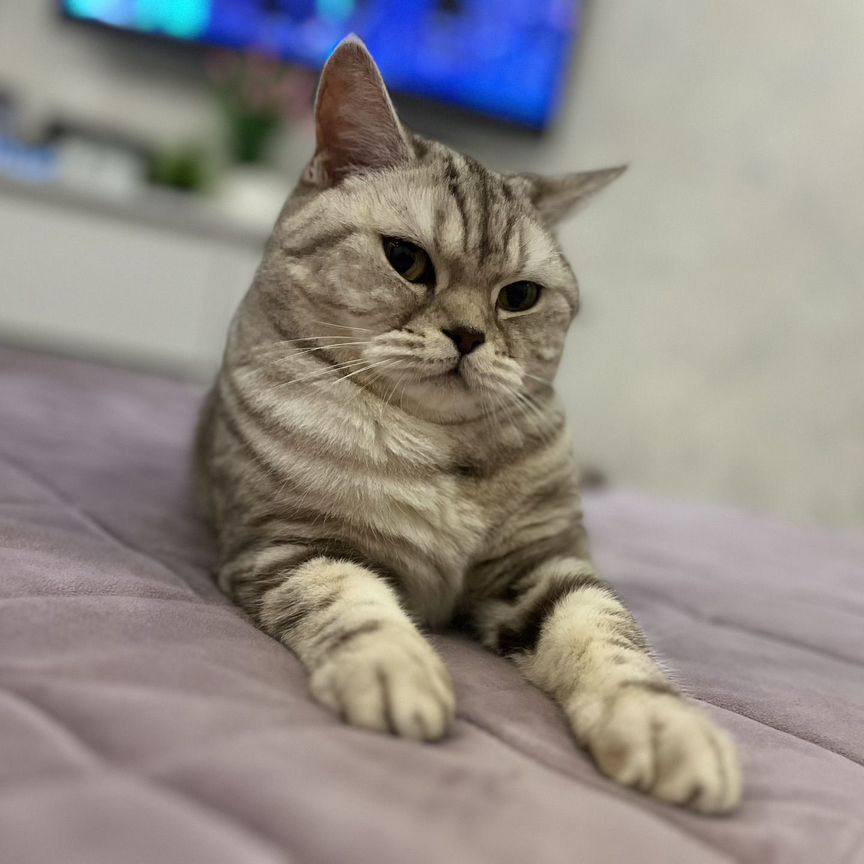 Шотландская прямоухая короткошёрстная, взрослая кошка