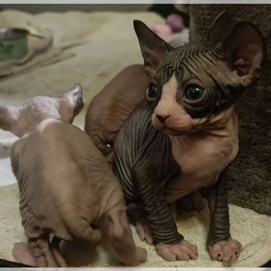 Канадский сфинкс котёнок