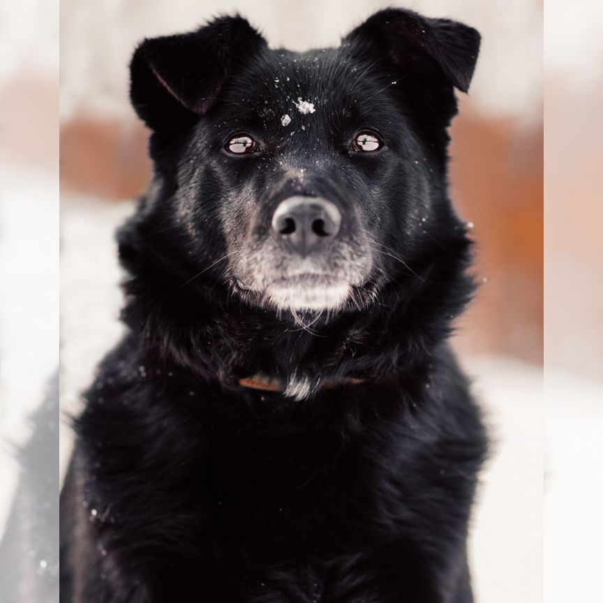 Взрослая собака в добрые руки