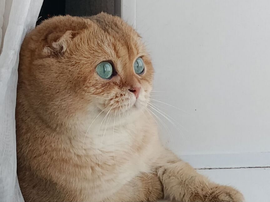 Шотландский кот вязка (фолд, золотая шиншилла)